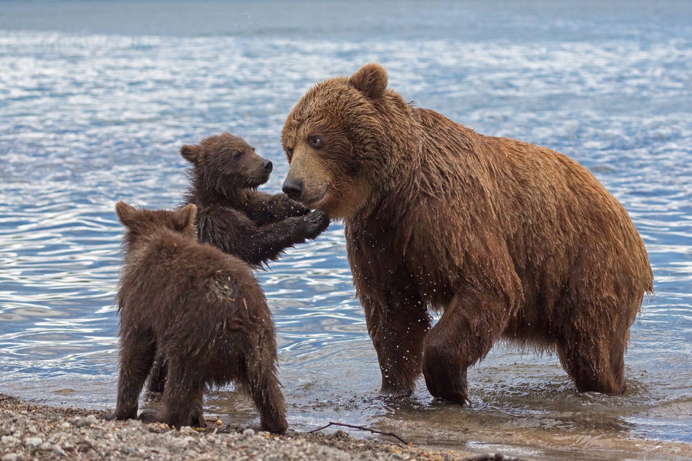 Land of bears and volcanoes - Tour - Kamchatka